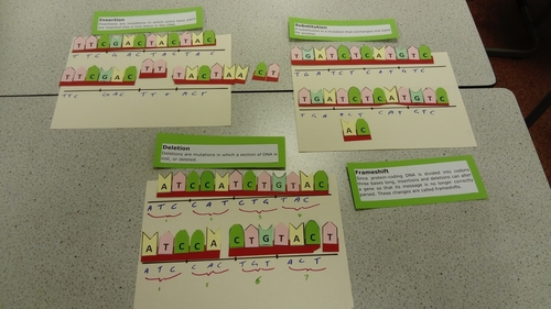 A Level Biology Mutations & Variation Lesson & Activities | Teaching ...