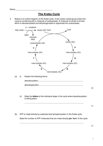 A2 Respiration (SNAB) | Teaching Resources