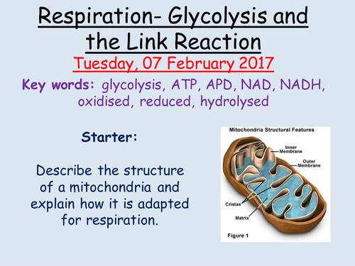 A2 Respiration (SNAB) | Teaching Resources