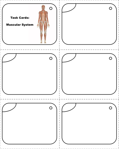Muscles and Muscular System Task Cards | Teaching Resources