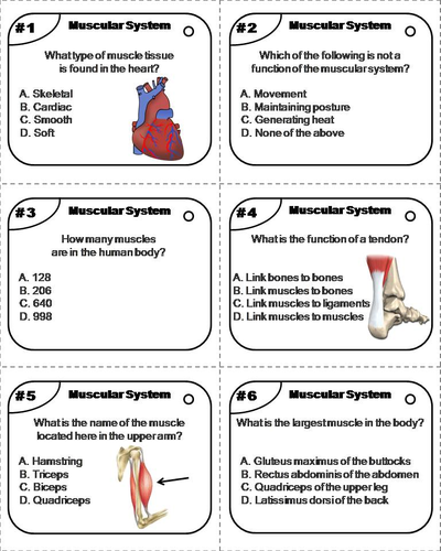 Muscles and Muscular System Task Cards | Teaching Resources