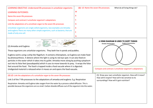 Unicellular / single celled organisms key stage 3 science learning mat ...