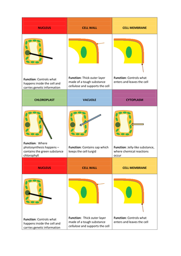 Plant cell "happy families" card game | Teaching Resources