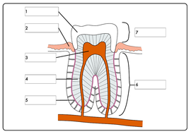 GCSE Biology: Human Teeth Worksheet and Poster UPDATED | Teaching Resources