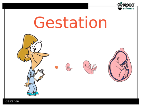 Gestation PowerPoint and Activity Sheet | Teaching Resources