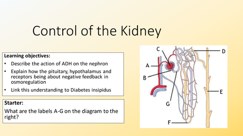 Control of the kidney by ADH - whole lesson | Teaching Resources
