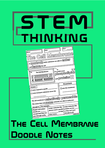 The Cell Membrane Biology Doodle Notes | Teaching Resources