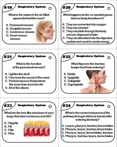 Respiratory System Task Cards | Teaching Resources