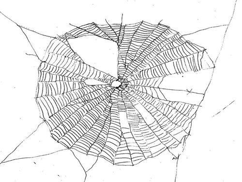 Spiders - How to Draw them, webs included | Teaching Resources