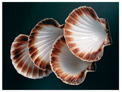 Shells, drawing and mark making | Teaching Resources