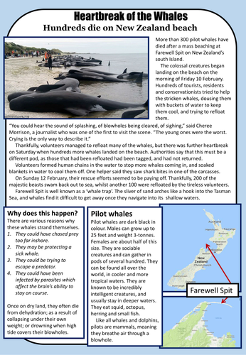 Reading comprehension - Mass whale stranding in New Zealand, Feb 2017 ...