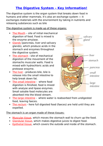 NEW GCSE Biology - B3 Digestion and Enzymes | Teaching Resources