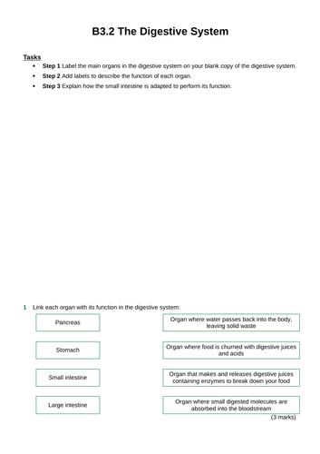 NEW GCSE Biology - B3 Digestion and Enzymes | Teaching Resources