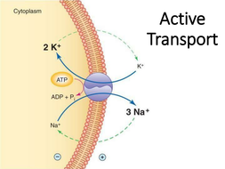 Active Transport | Teaching Resources
