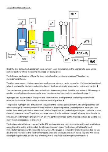 Respiration . A level Biology. Electron Transport Chain Activities ...