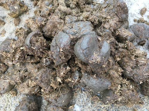 Animal Poo and Animal Tracks: Clues! | Teaching Resources