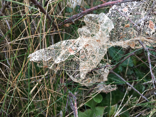 Death, Decay, Decomposition: Photo Collection | Teaching Resources