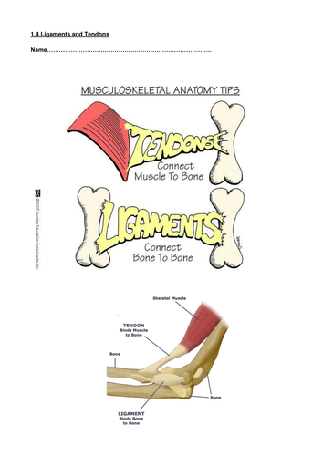 Movement at the Joints | Teaching Resources
