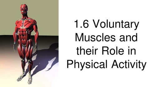 Types of Muscles | Teaching Resources