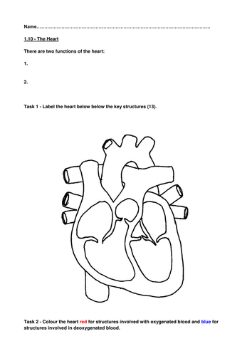 The Heart | Teaching Resources