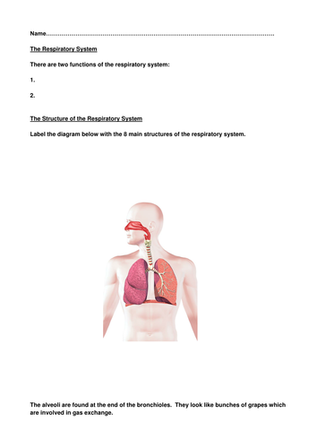 The Functions of the Respiratory System | Teaching Resources