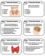 Endocrine System Task Cards | Teaching Resources