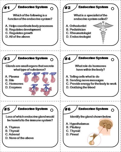 Endocrine System Task Cards | Teaching Resources