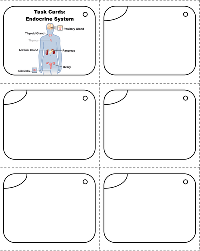 Endocrine System Task Cards | Teaching Resources