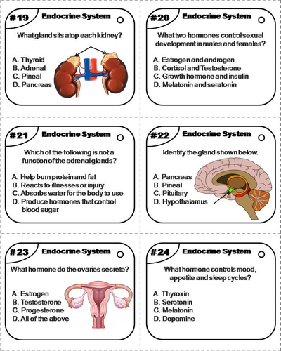 Endocrine System Matching Worksheet Answers
