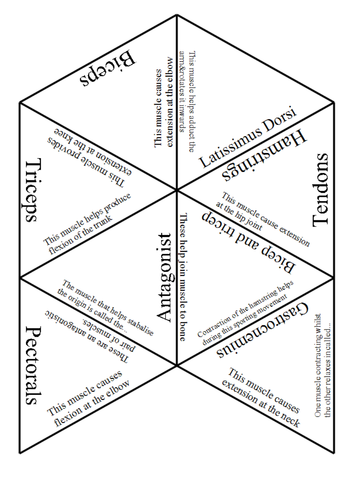 GCSE PE OCR 9-1 The Muscular System Tarsia Triangle Puzzle | Teaching ...