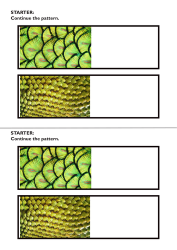 Starter natural forms and pattern | Teaching Resources