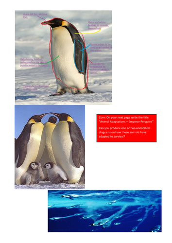 Antarctica Research Booklet | Teaching Resources