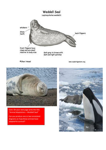 Antarctica Research Booklet | Teaching Resources