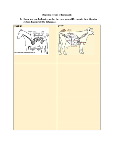 Ruminant Digestion | Teaching Resources