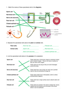 Specialised cells worksheet | Teaching Resources