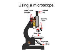 Making onion skin cell slides | Teaching Resources