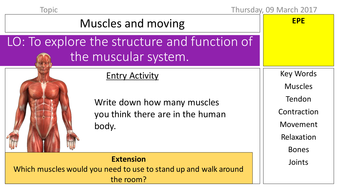 Muscles and Bones KS3 (The Skeleton and Muscles and Moving) | Teaching ...