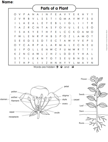 Plant Parts Word Search | Teaching Resources