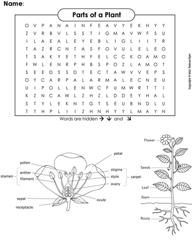 Plant Parts Word Search | Teaching Resources