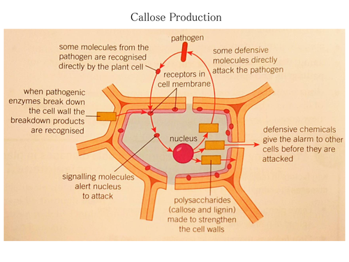 4.1 Communicable Diseases - Lesson 3 - Plant Diseases & Defences - OCR ...
