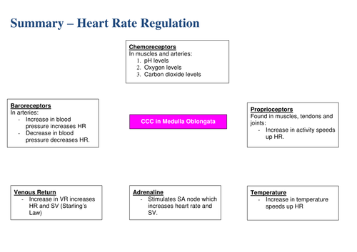 Heart Rate Regulation | Teaching Resources