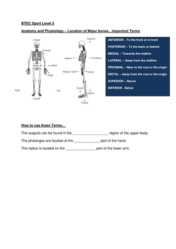 Joints of the Body and Synovial Joints | Teaching Resources