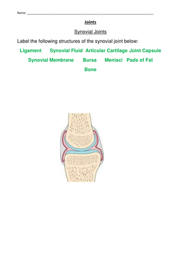 Joints of the Body and Synovial Joints | Teaching Resources