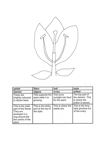 Parts of a Flower | Teaching Resources