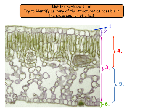 6.4 Gas exchange in the leaf of a plant NEW Year 12 Biology ...