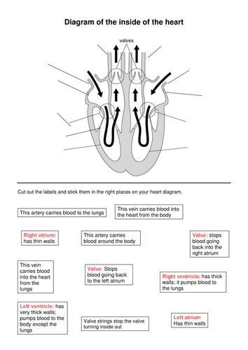 BL2.5 The Heart and Blood Vessels | Teaching Resources