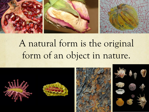 Natural forms one off lesson/ observation | Teaching Resources