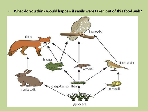 Food chains, prehistoric pants, collecting evidence. full unit of work ...