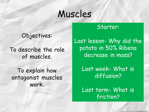 Muscles | Teaching Resources