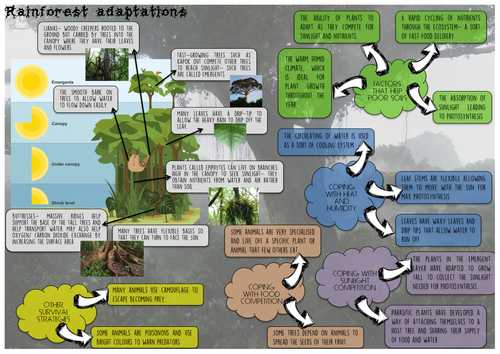 AQA NEW SPEC GCSE: Ecosystems | Teaching Resources AQA NEW SPEC GCSE: Ecosystems | Teaching Resources
